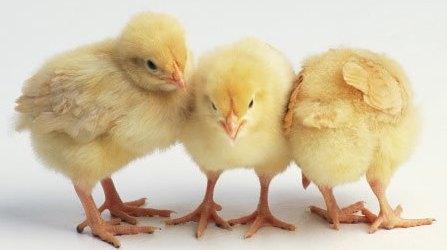 De todo un Poco: Noviazgo Pollito